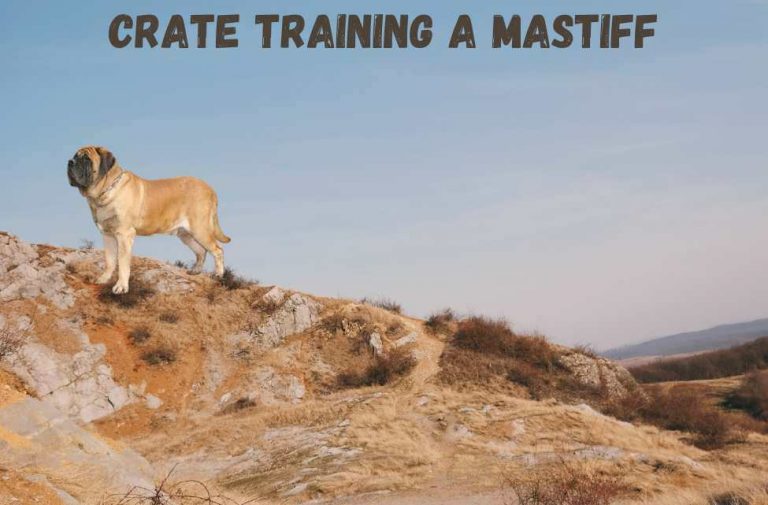 Crate training a mastiff puppy to perfection - crate training center