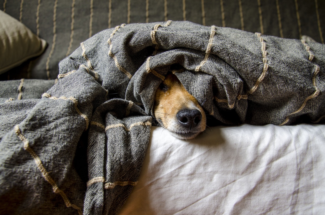 Why does my dog dig at my bed sheets? - crate training center